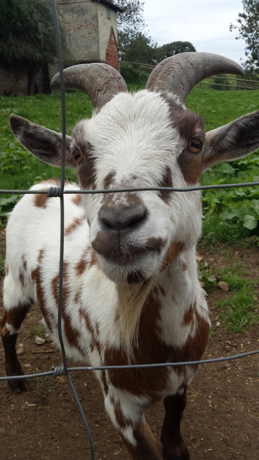 Photobrook Photography: Visiting Jimmy's Farm in Ipswich, Suffolk