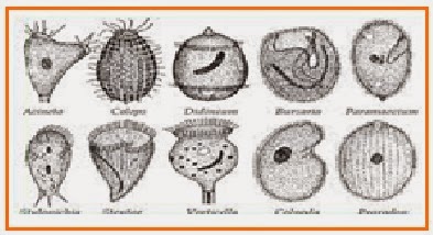 BIOLOGI GONZAGA: TEST KEMAMPUAN GURU SERI 6