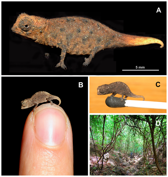 NeuroDojo: Miniature chameleons: beyond the “Squee!”