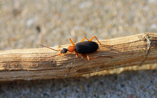 MObugs: False Bombardier Beetle