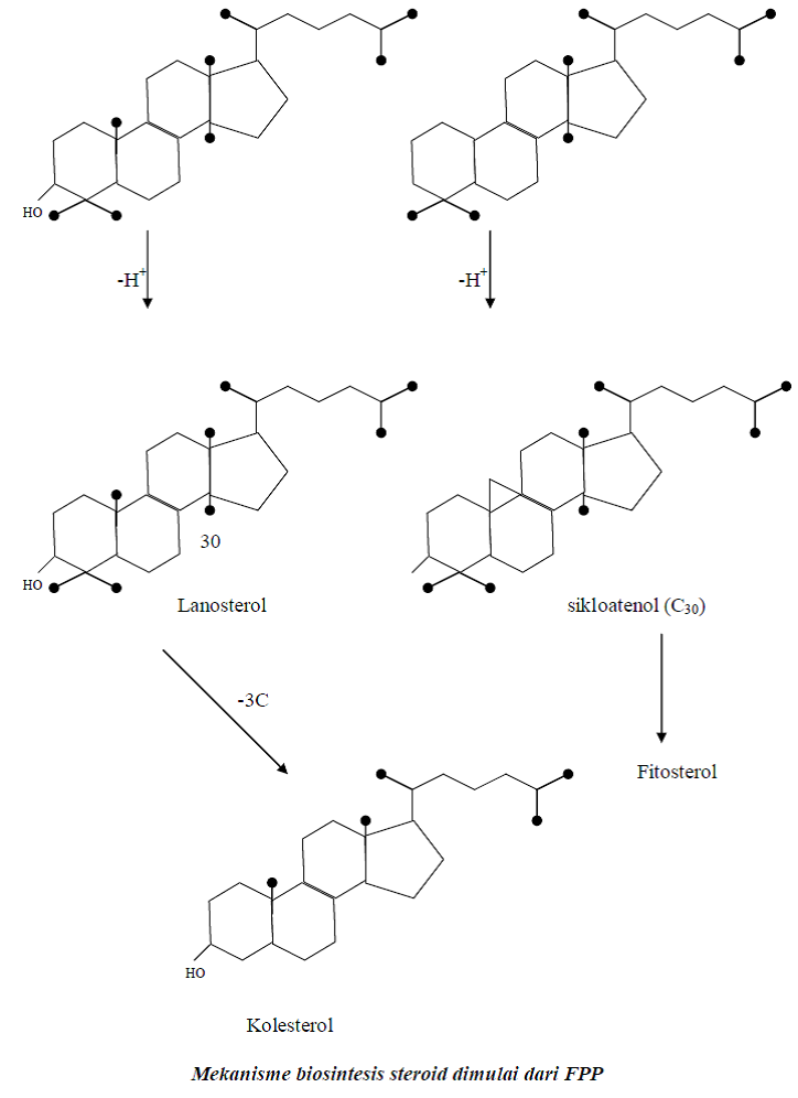 MEDIA PEMBELAJARAN: STEROID