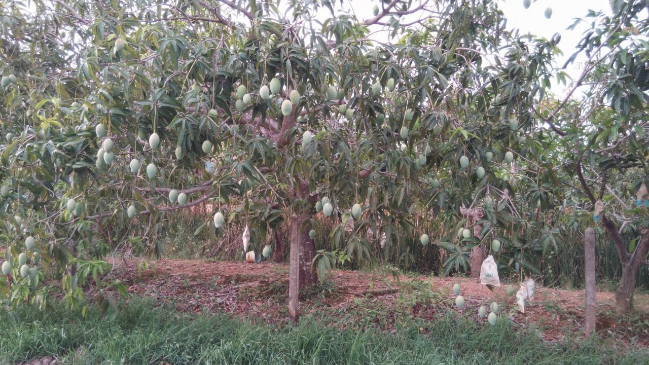 Homestay Kuala Perlis (Homestay Harumanis): Homestay Harumanis Kuala ...