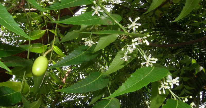 Balai Penyuluhan Pertanian Pagu: Mimba ( Azadirachta indica )