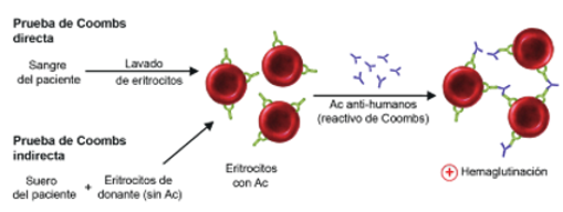 Blog del Laboratorio clinico : Prueba de Coombs