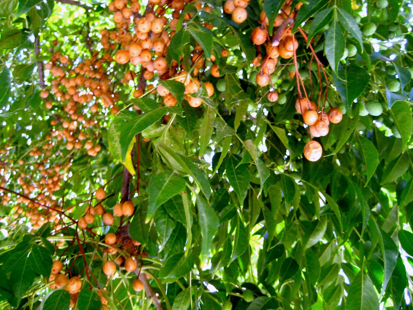Árboles con alma: Cinamomo. Melia. (Melia azedarach)