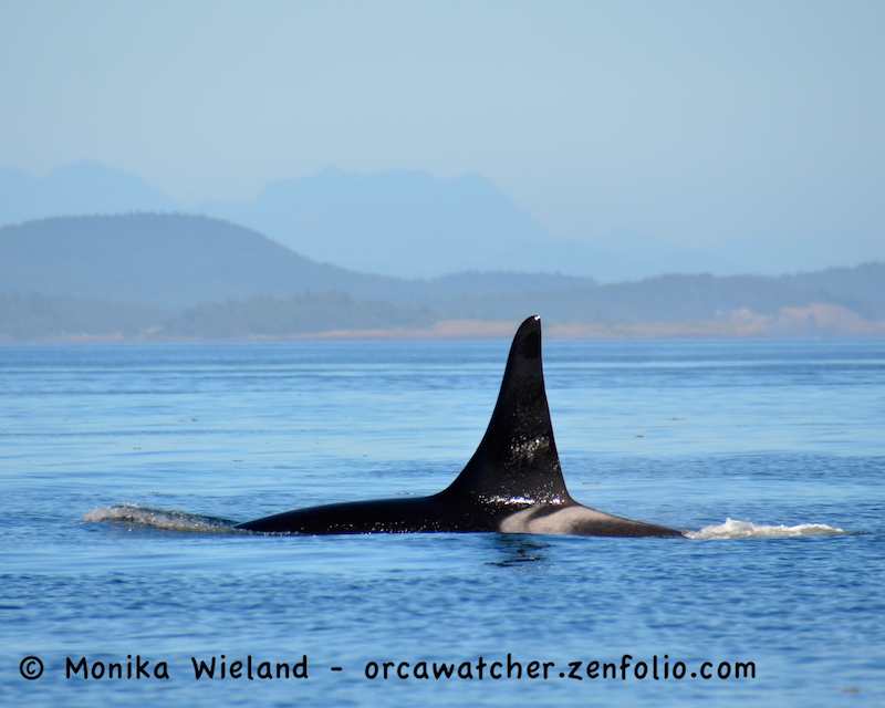 Orca Watcher: June 9th: First Encounter With the Orca Behavior Institute
