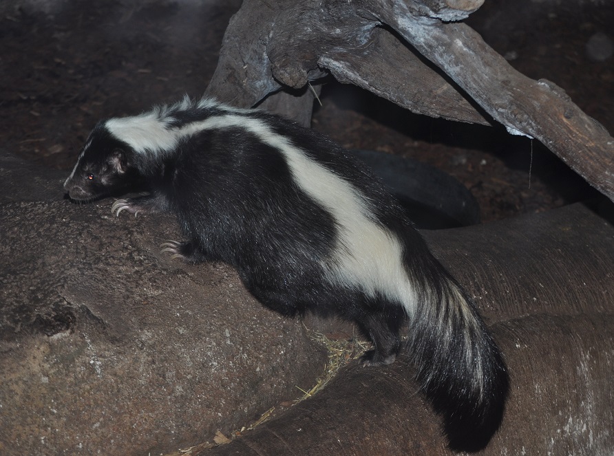 ZOOTOGRAFIANDO (6.100 ANIMALS): MOFETA RAYADA / STRIPED SKUNK (Mephitis ...
