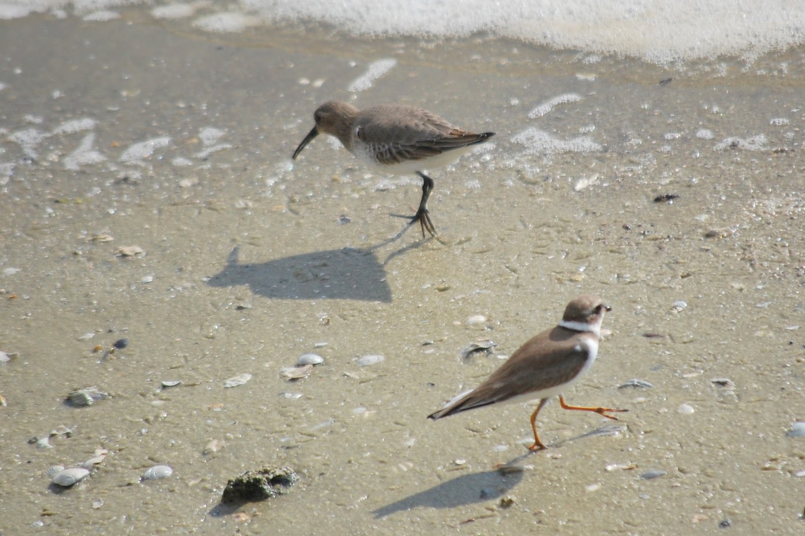 Field Notes and Photos: Dunlin or Curlew Sandpiper?