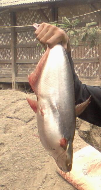 10 Umpan Patin Kolam Terbukti Paling Jitu Mudah dan Murah 2017 ...