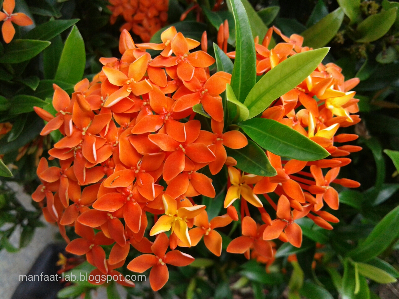 Macam-macam bunga Suko/Suka jawa - Manfaat-Lab