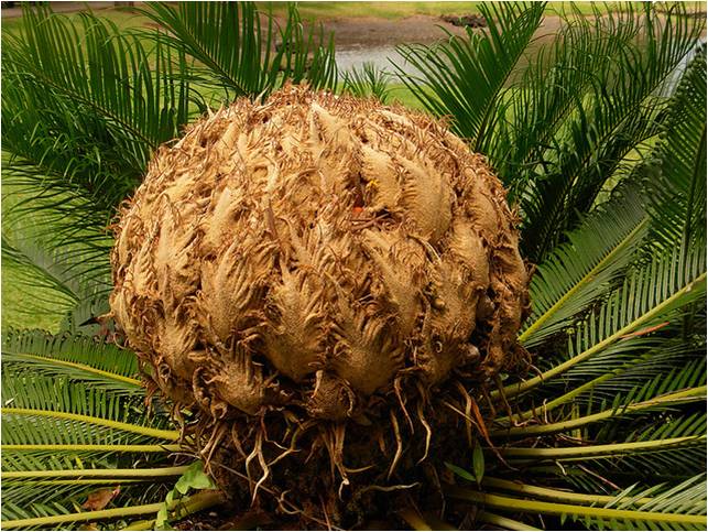 biologi kelas X: TUMBUHAN BERBIJI