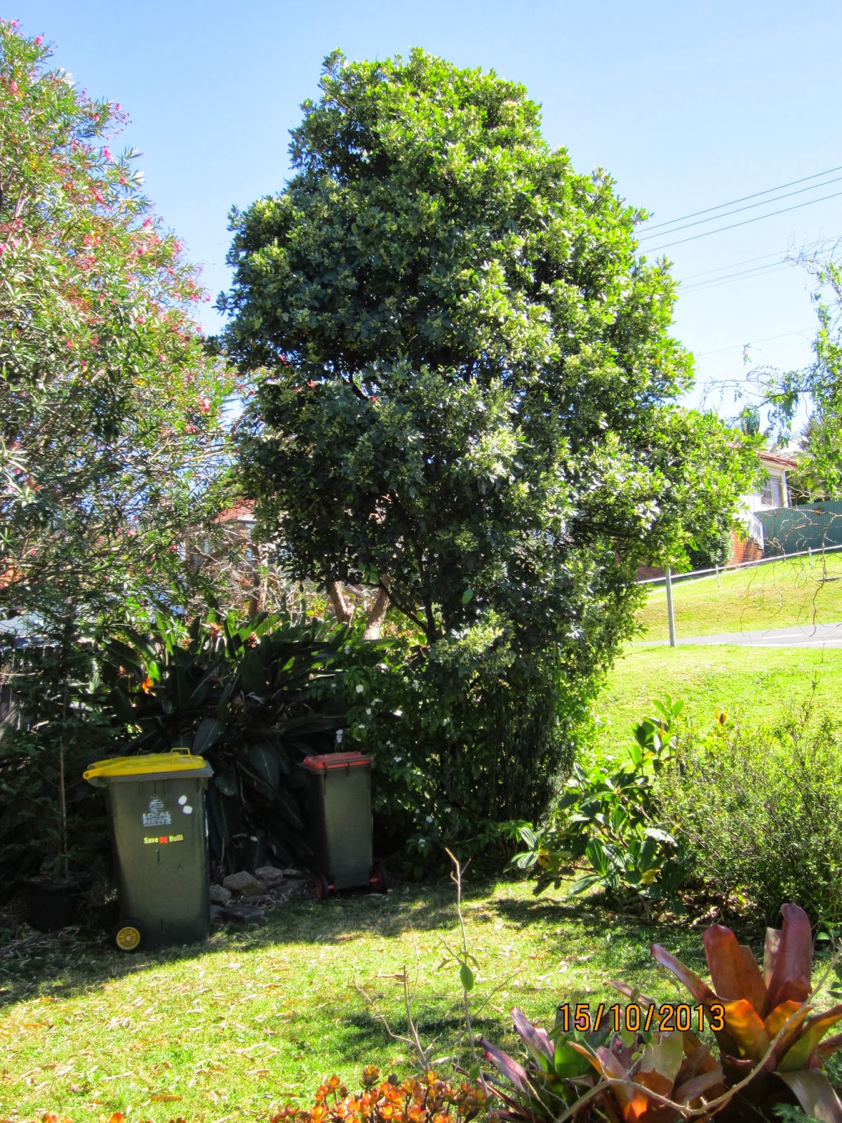 The Niche Nursery: Frenzy In The Front Yard.