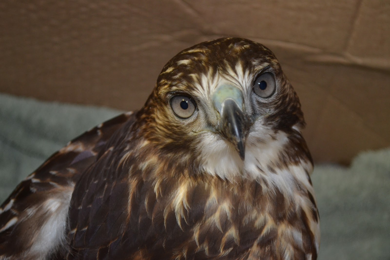 Taking Flight: Goshawk, Barred Owl, Red-tails, Broadwing, Nighthawk ...