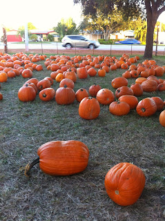 Sounds Like Chelsea's Life: Pumpkin Patch!