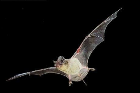 Abe's Animals: Mexican free tailed bat