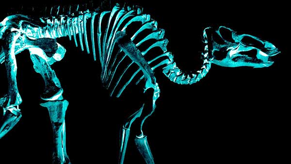 PhotoEffect: How To Create An X-Ray Image Effect In Photoshop