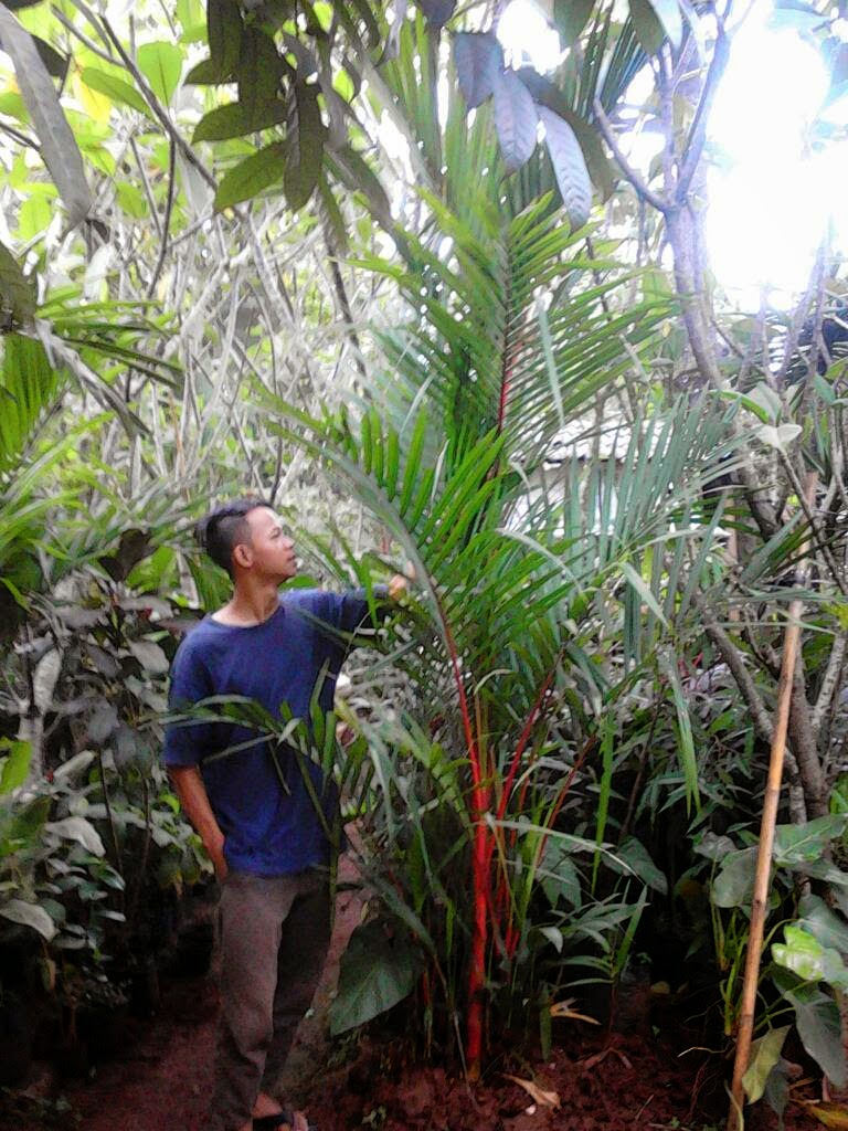 Jual Pohon Palem Merah | Budidaya Palem | Makmur Taman Jual Pohon Palem Merah | Budidaya Palem | Makmur Taman