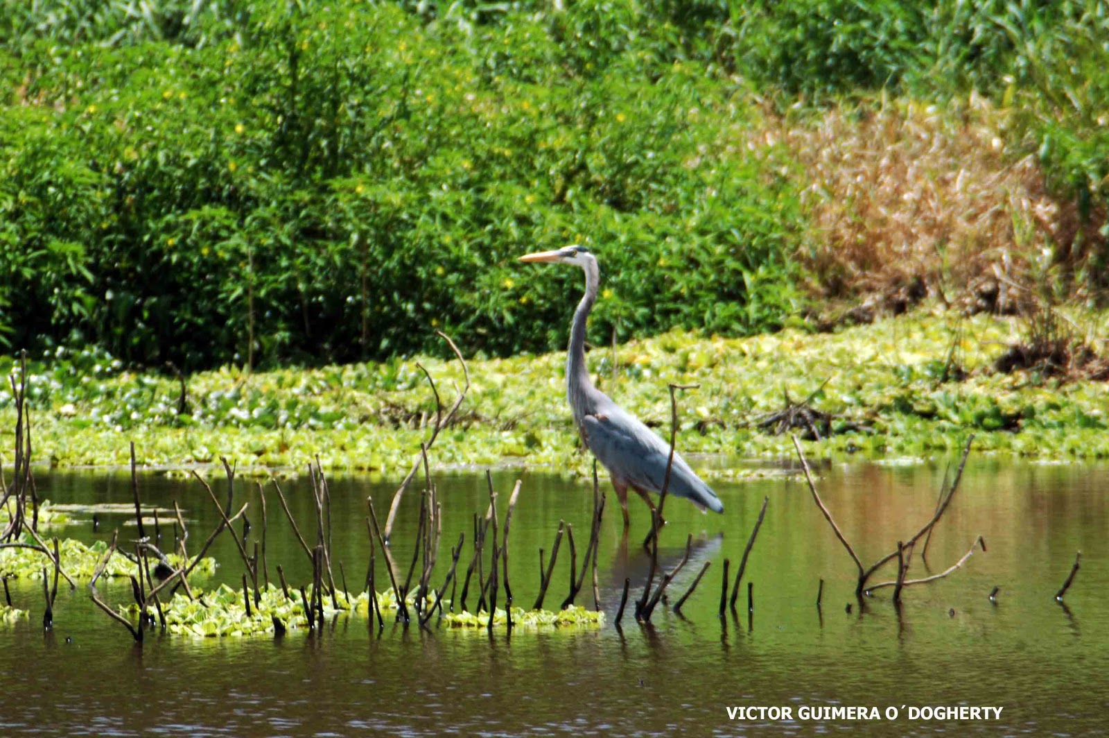 Mis imágenes de aves: GARZAS EN LA LAGUNA DE CARTAGENA