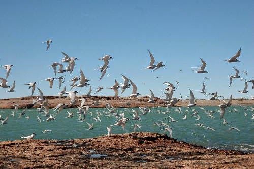 Ría Deseado: lindo lugar para contemplar la naturaleza costera