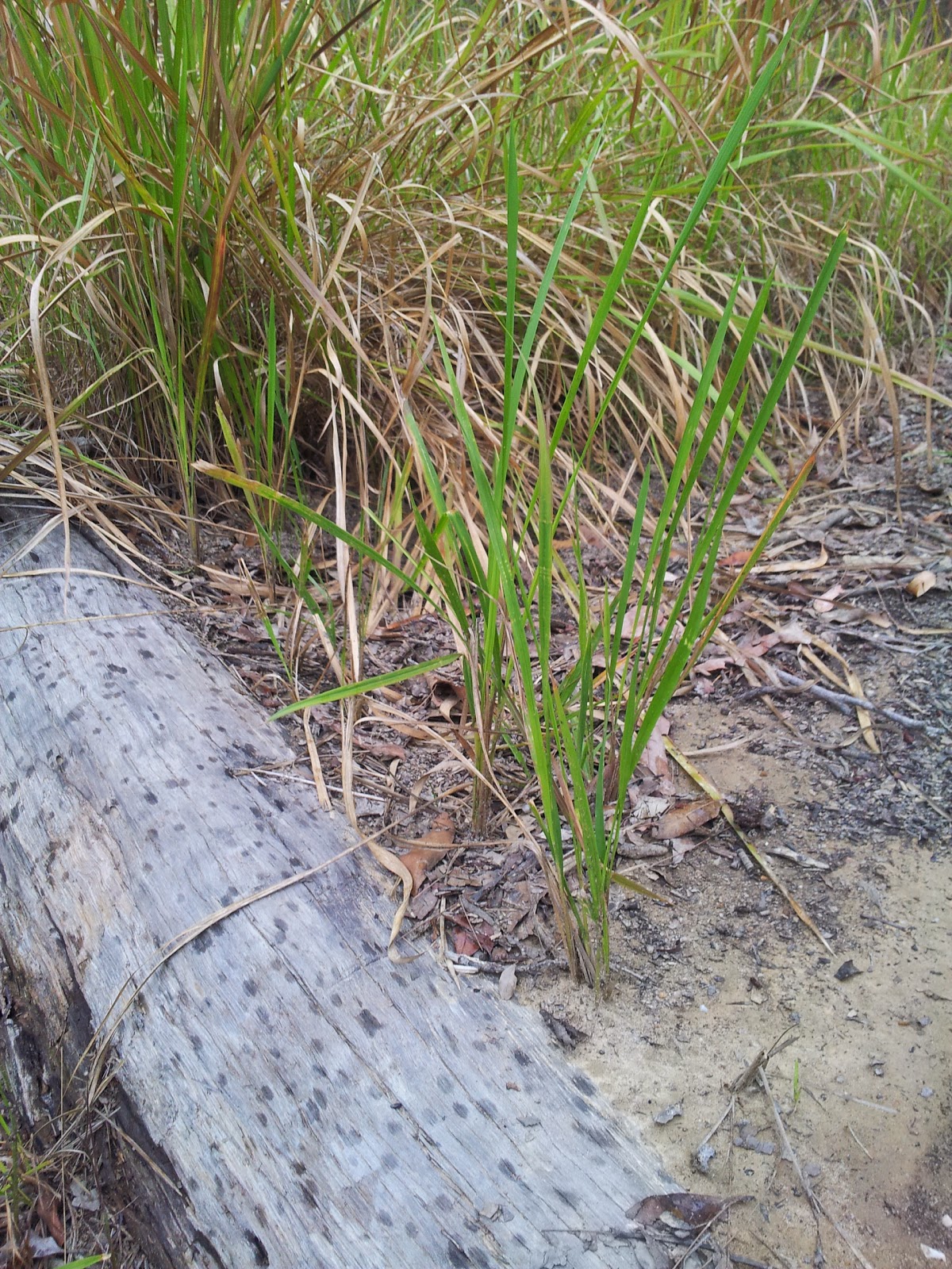 Zee Kraaszie Aorte Blog of Nicola Morton: romantic grasses 2013-2014