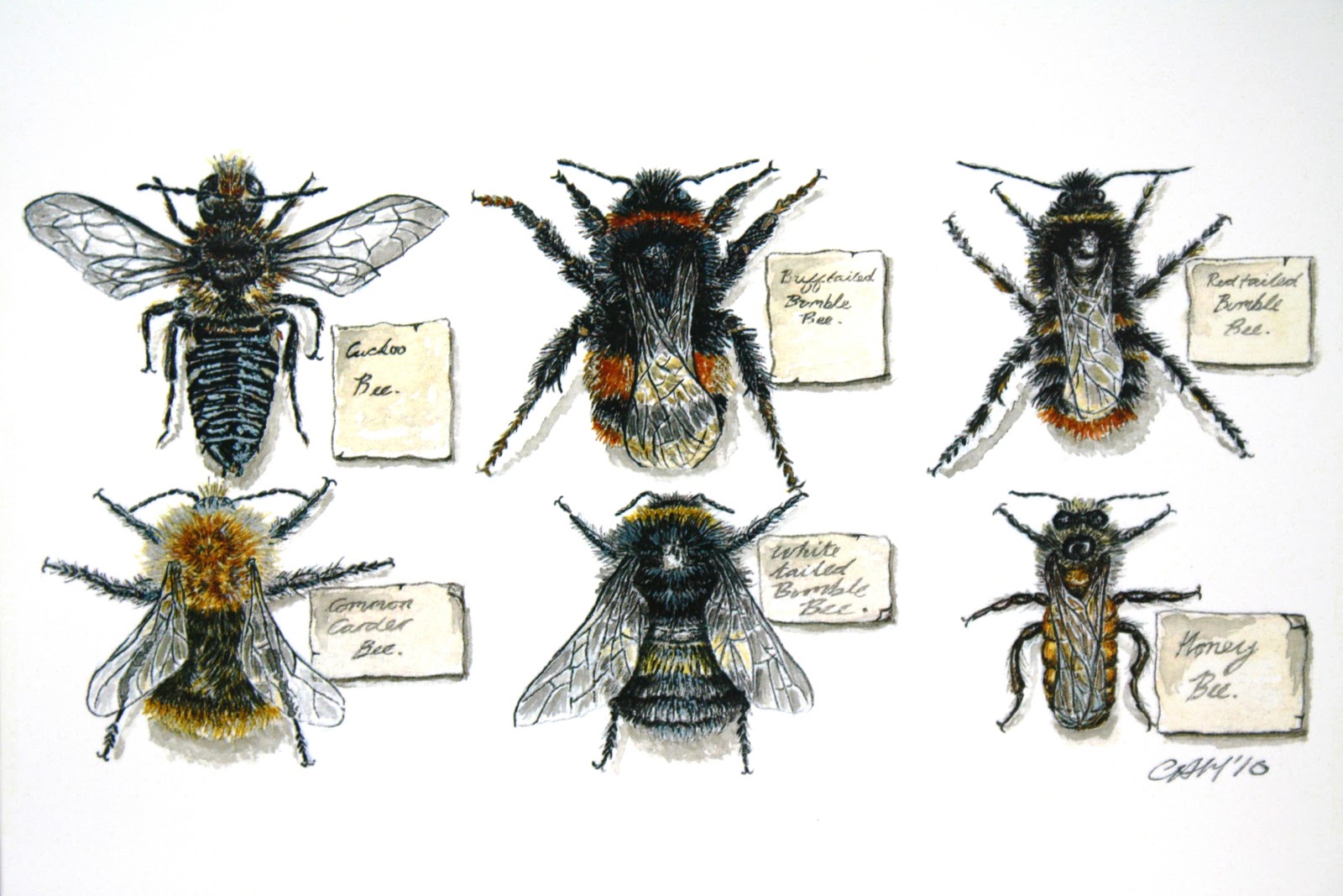 Cath Hodsman - Wildlife and Natural History Artist: February 2013