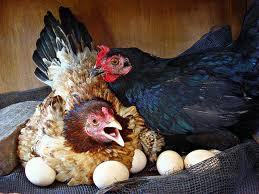 Memilih betina ayam kampung yang benar