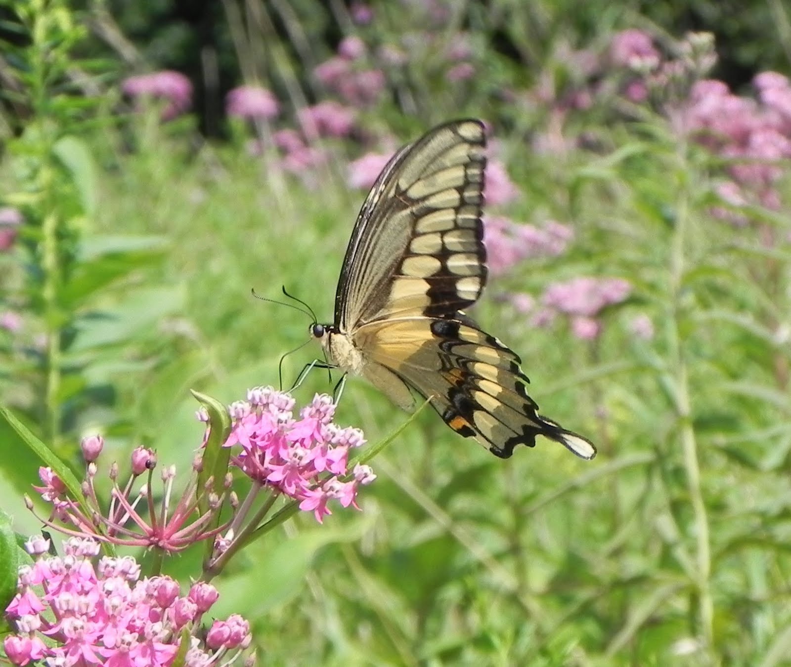 TYWKIWDBI ("Tai-Wiki-Widbee"): Butterflies of south central Wisconsin