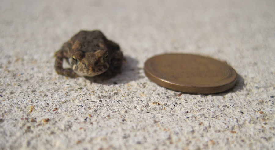 A hoppy toad : r/pics