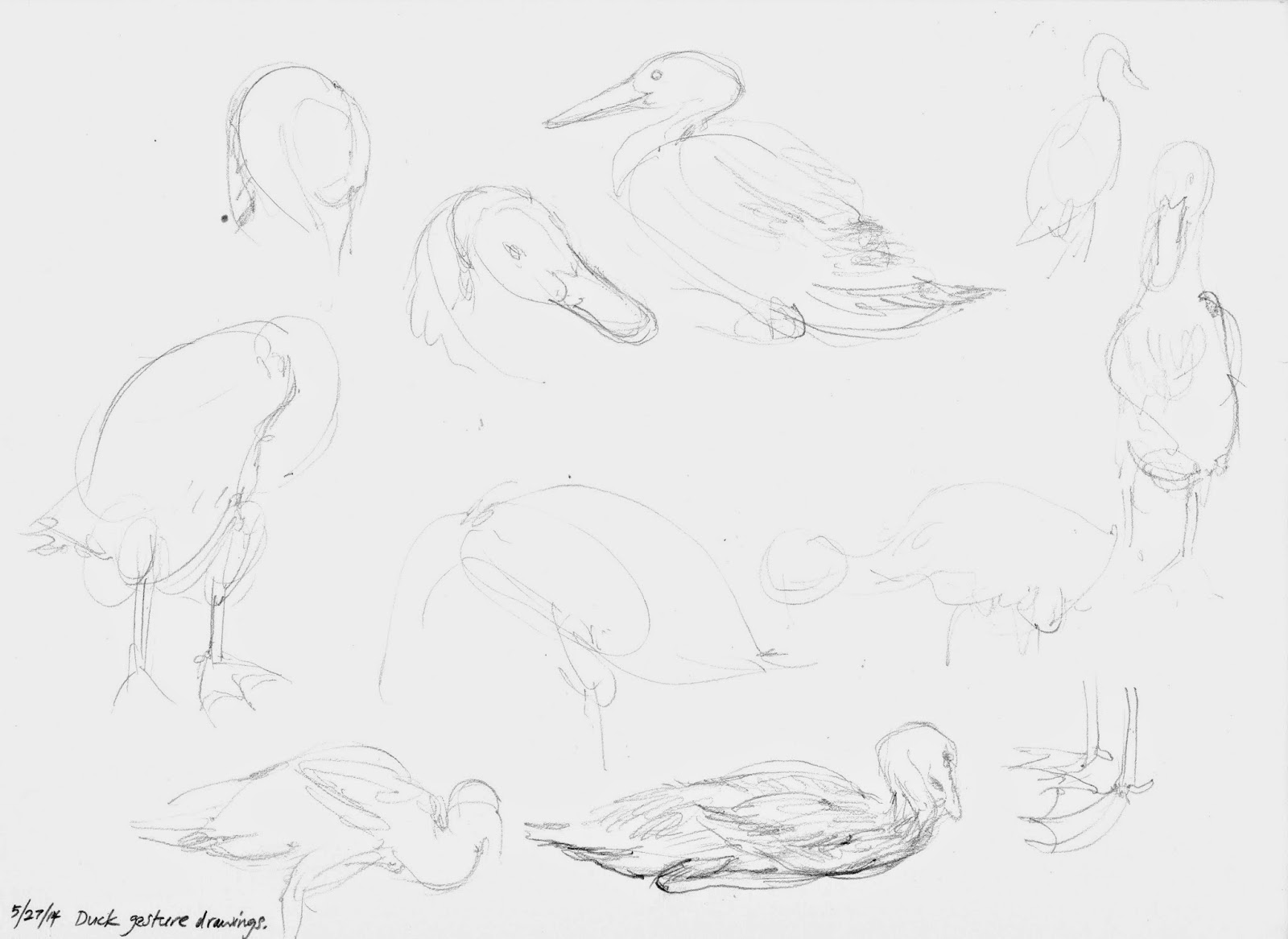 Chicken Scratch: Duck Gesture Drawings