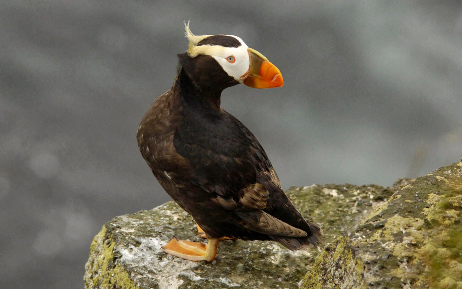 unityopportunity: Tufted Puffin Wallpapers