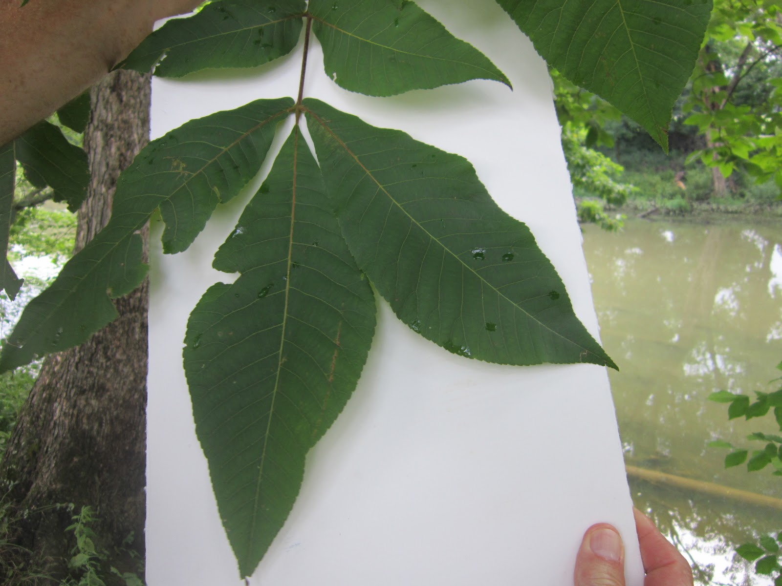 Florida Hickory Tree Identification Hickory | Definition, Tree,