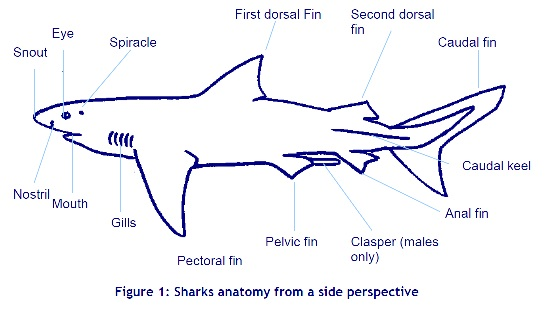 SWEELEE'S LAND: 1. EXTERNAL FEATURES OF ANIMALS