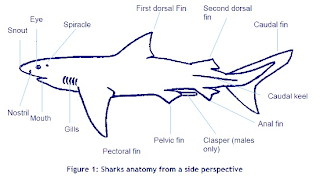 SWEELEE'S LAND: 1. EXTERNAL FEATURES OF ANIMALS