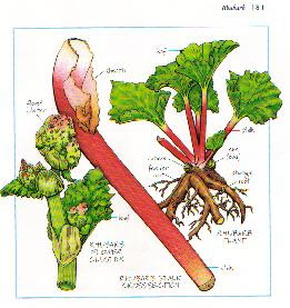 Share Our Garden!: All About Rhubarb!