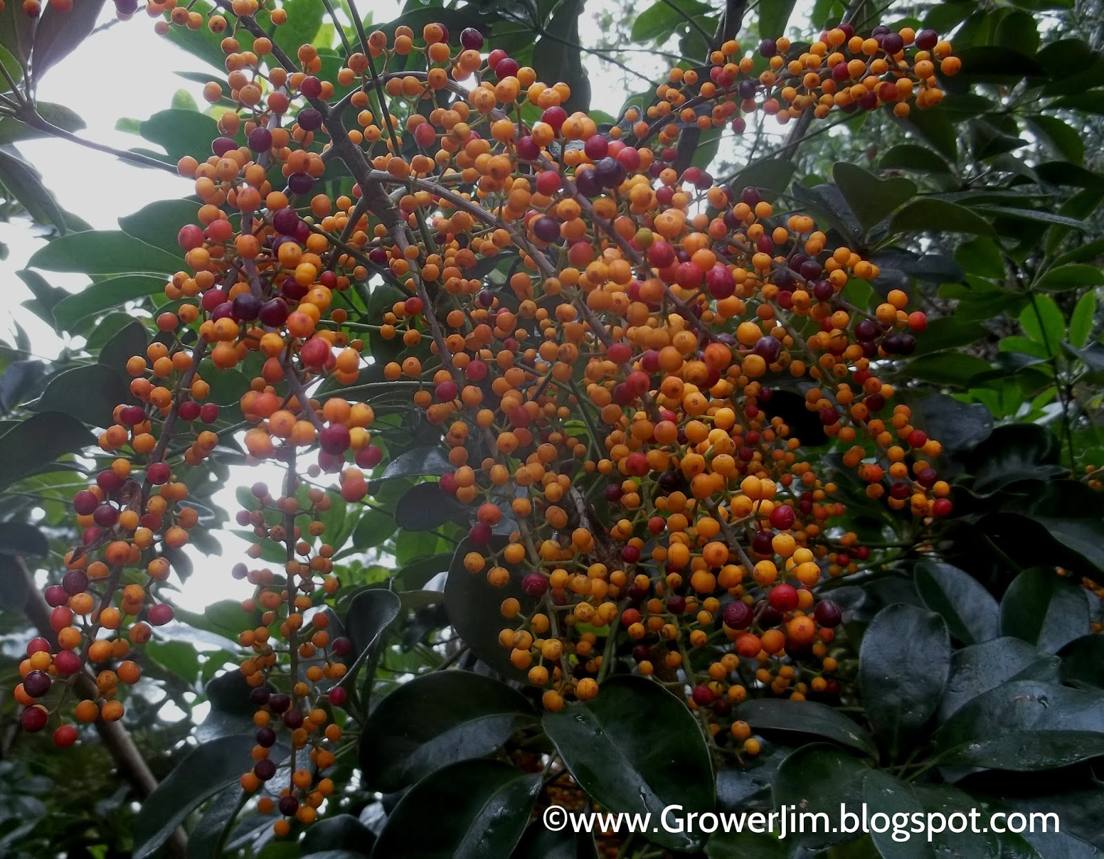 Garden Adventures: Schefflera arboricola