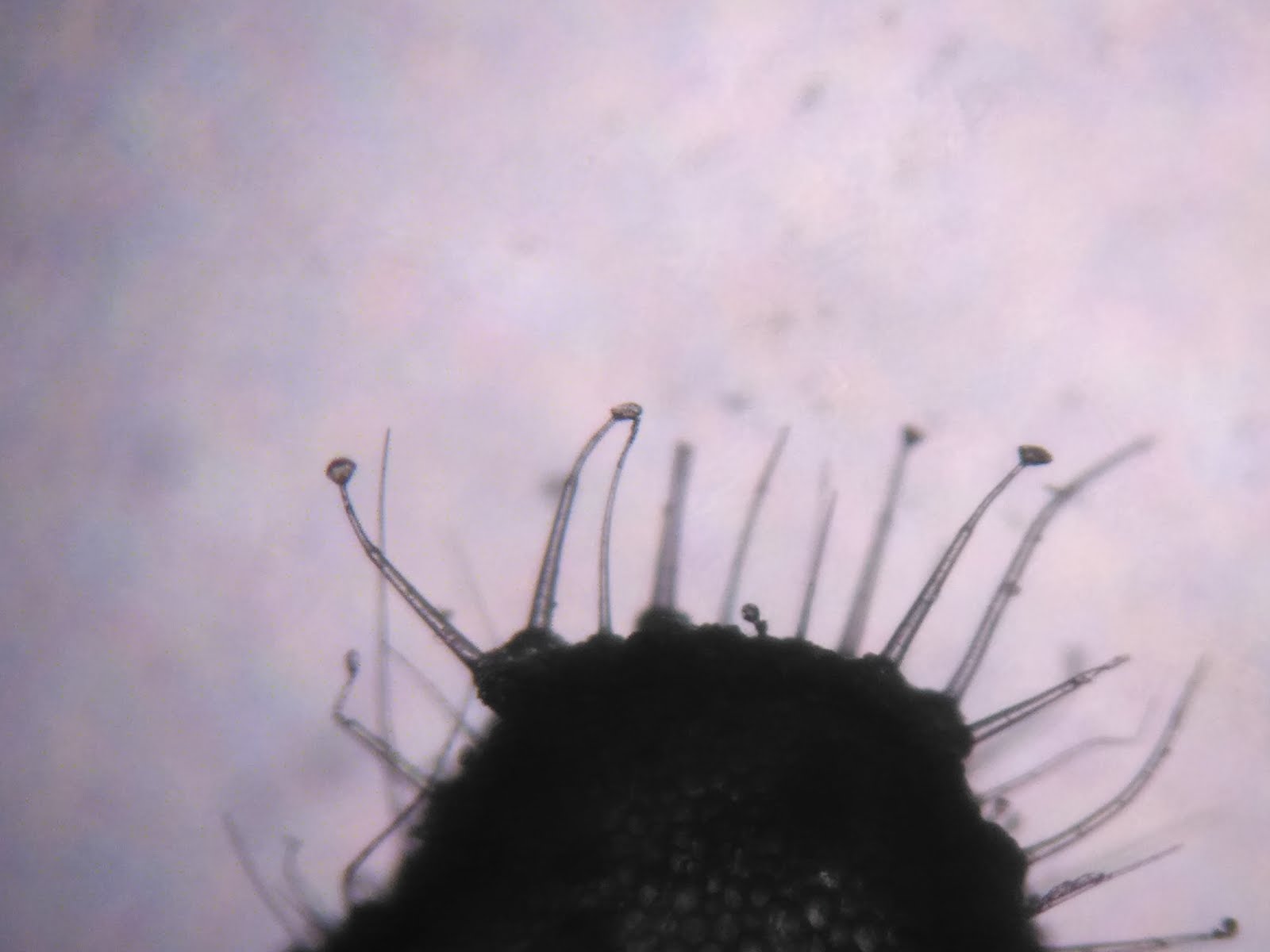 Micro tincion vegetal: OBSERVACIÓN DE TRICOMAS