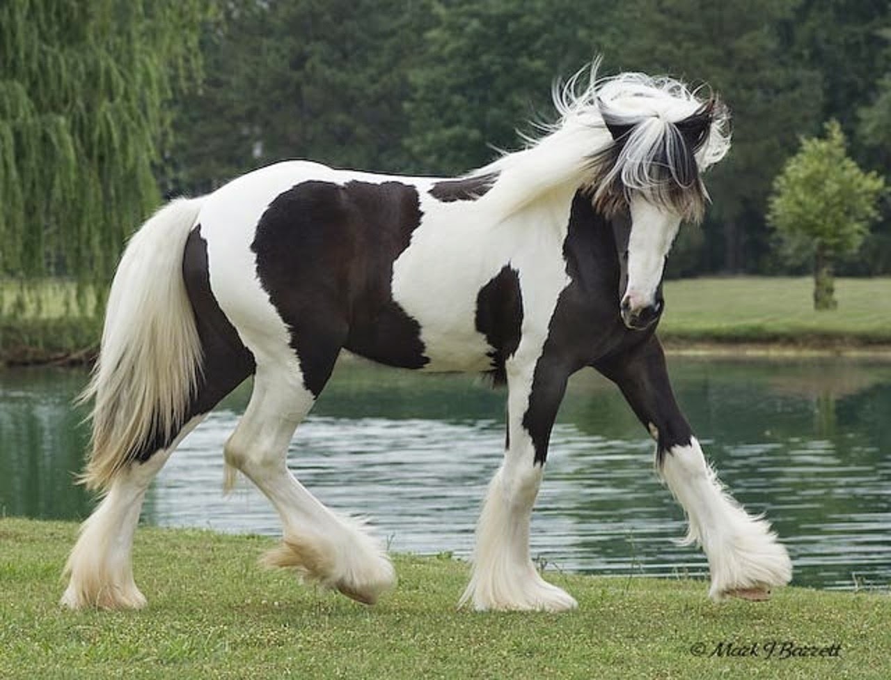 Most Beautiful Horse In The World 2020 at Anthony Griggs blog