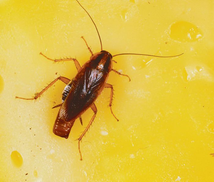 Operaatio Varpaat mereen: Torakat Espanjassa