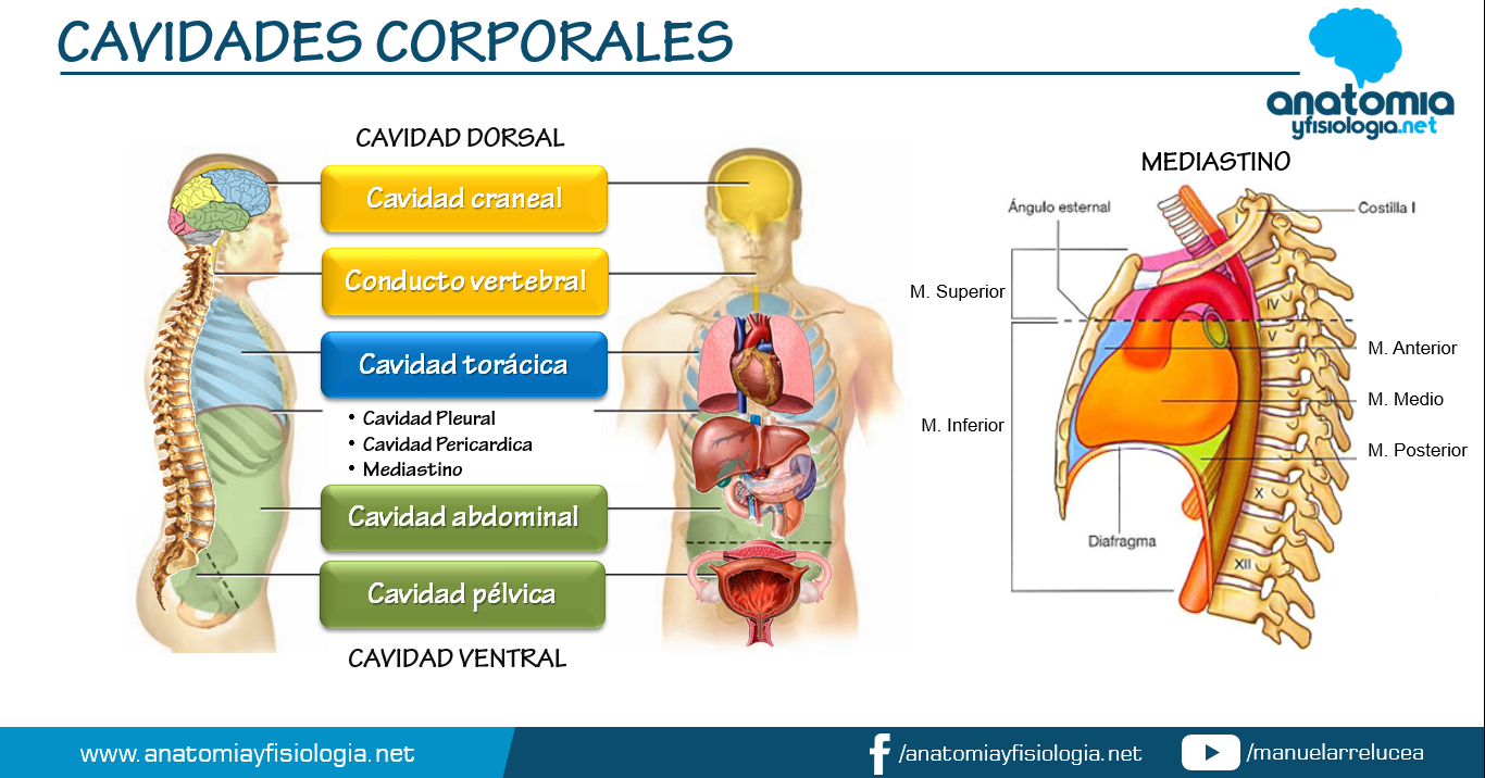 Anatomía y Fisiología: CAVIDADES CORPORALES