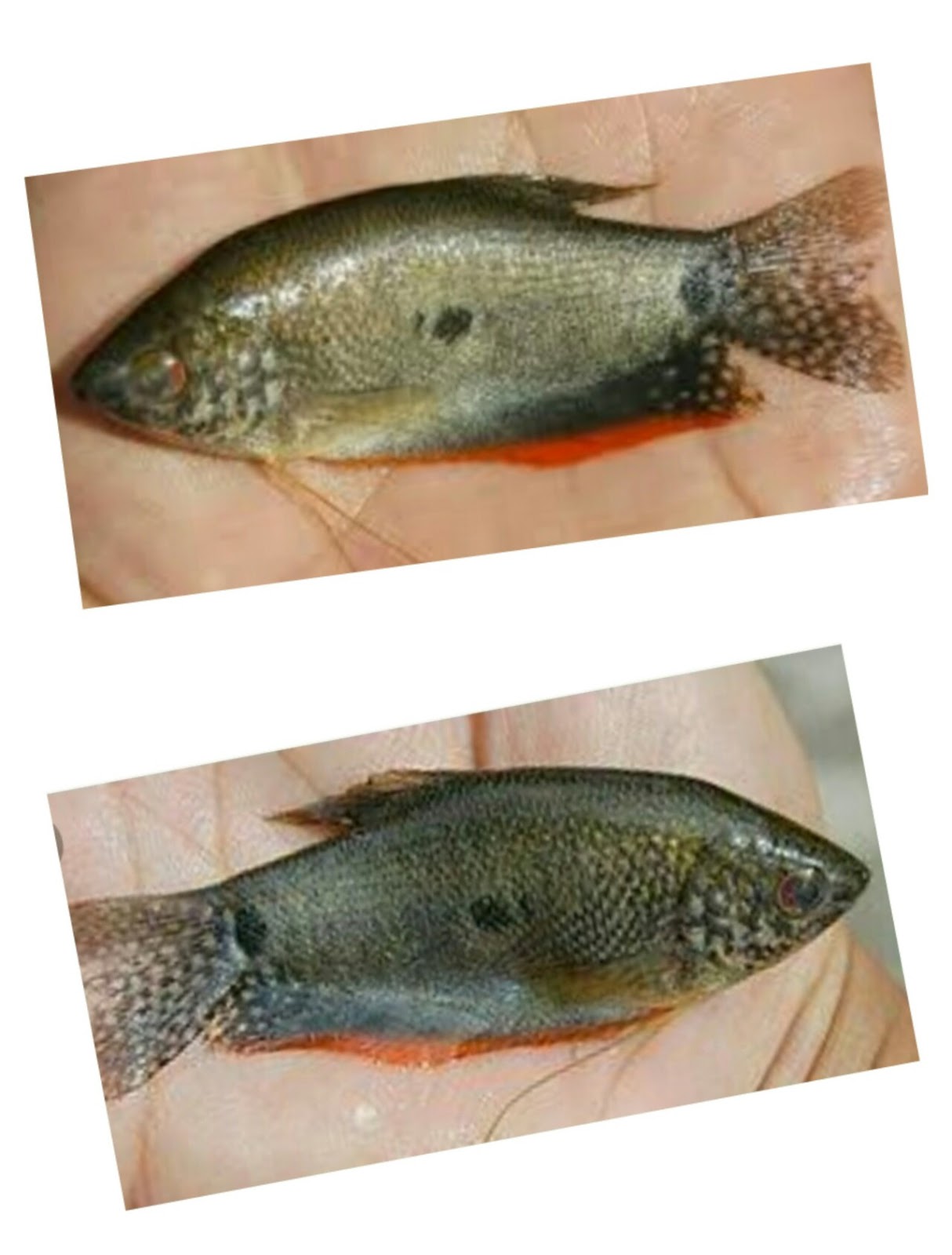 MUSLIM HOMEPAGE: Ikan Sepat Rawa (Trichopodus trichopterus)