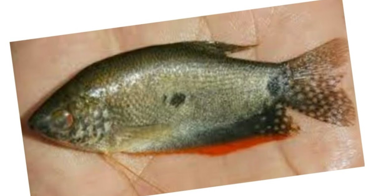 MUSLIM HOMEPAGE: Ikan Sepat Rawa (Trichopodus trichopterus)