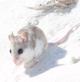 Variety of Life: Peromyscus