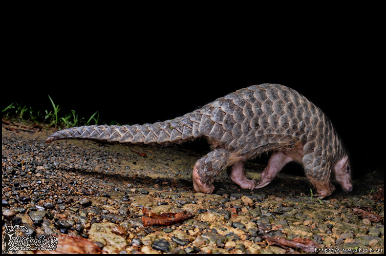 Variety of Life: Pholidota