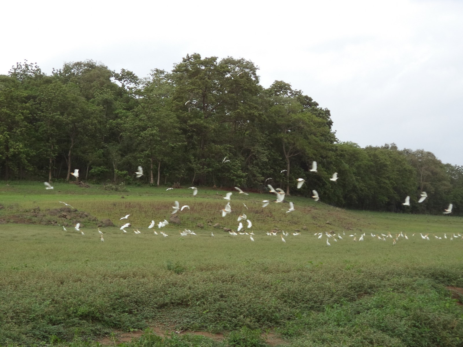 Dr. Nitin's Compass: Navigating Mapless Journeys: Jetpur-Kevdi Eco ...