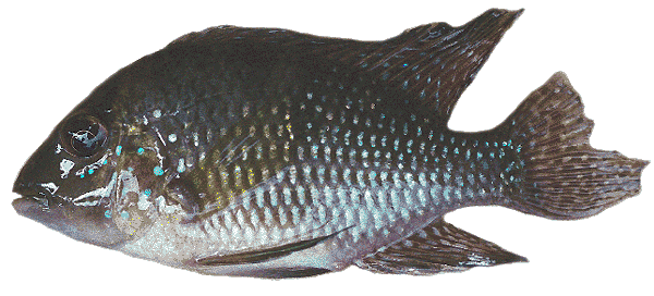 Criadouro de peixes DW