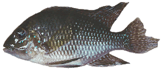 Criadouro de peixes DW