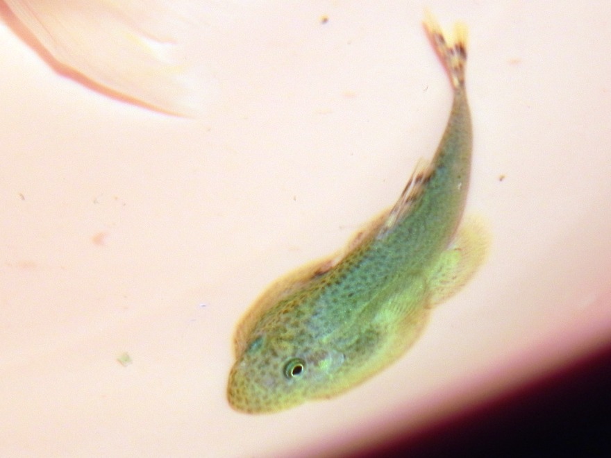 Acua Fría: Locha Ventosa