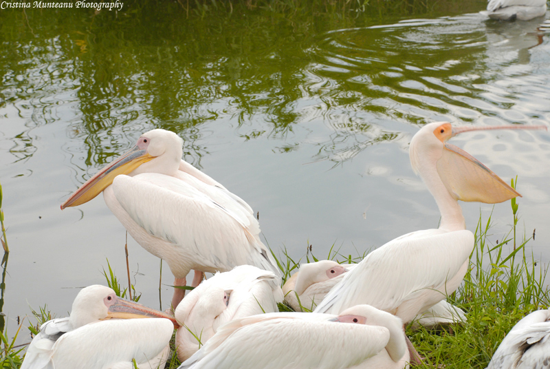 Cristinna's Photos: Pelecanus onocrotalus-Pelicanul comun
