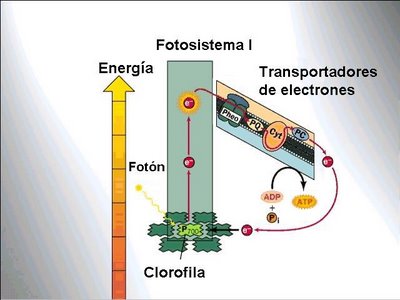 FOTOSÍNTESIS: Fases de la Fotosíntesis