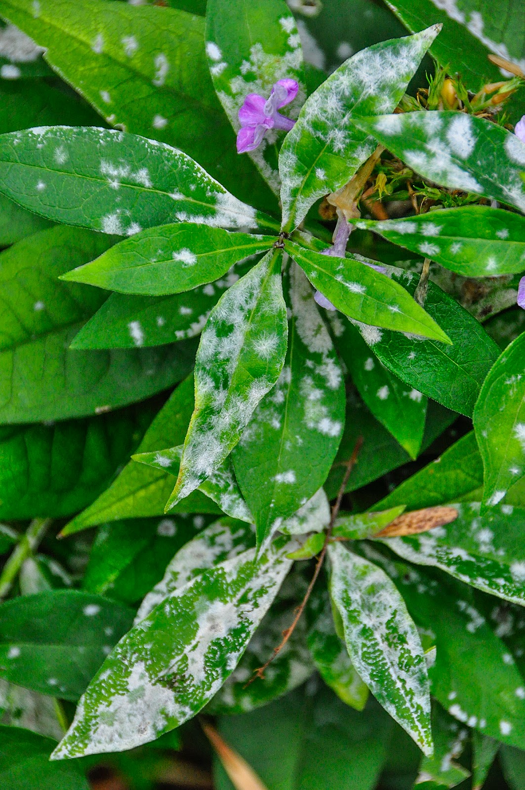 Ask A Master Gardener: Pruning Azaleas and other Shrubs